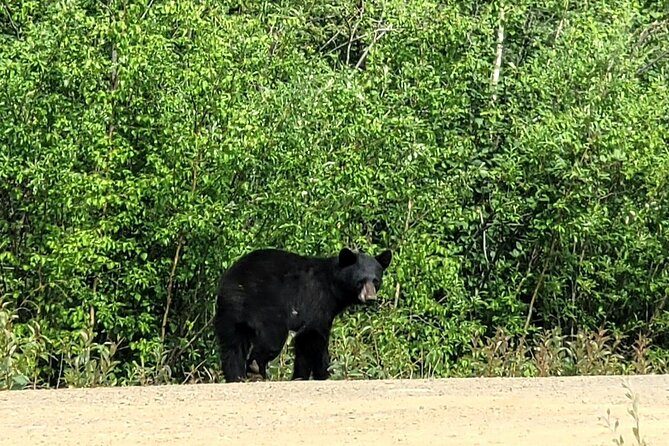 Private Arctic Circle Expedition From Fairbanks - Itinerary and Experience Details