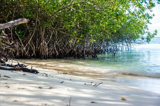 Private Aruba Beach Hop and Snorkel Experience - Deep Dive: Why This Tour is Worth Considering