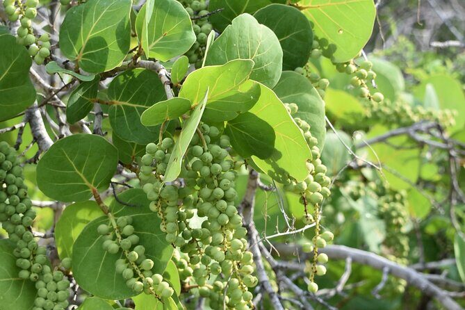 Private Aruba National Park Hiking & Natural Pool Swimming - Final Thoughts: Is This Tour Right for You?