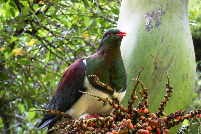 Private Auckland Wine & Dine Matakana Country & Cuisine - Why Choose a Private Tour in Matakana?