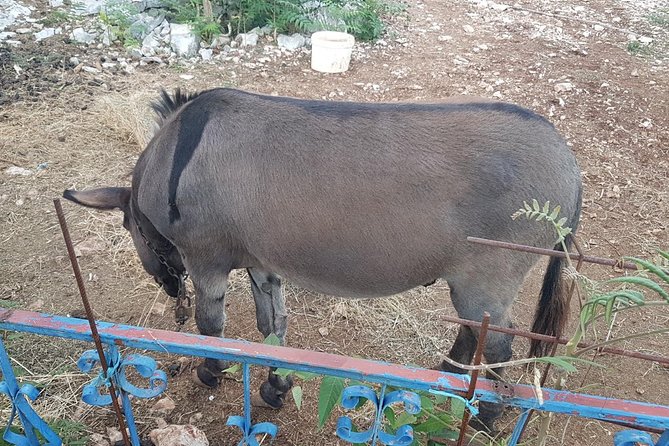 Private Authentic Family Home local food day Trip from Dubrovnik - Frequently Asked Questions