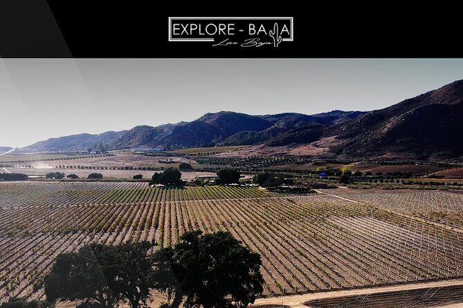 PRIVATE BAJA WINERIES EXPERIENCE (Transportation,concierge,custom schedule) - An Authentic Journey Through Guadalupe Valley