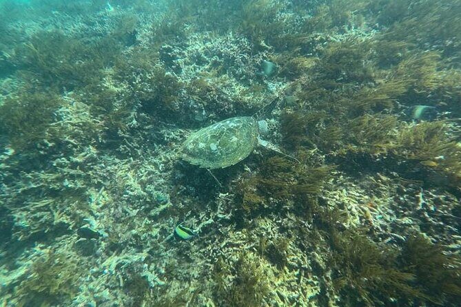 Private Bali Snorkling at blue lagoon - Why This Tour Offers Real Value
