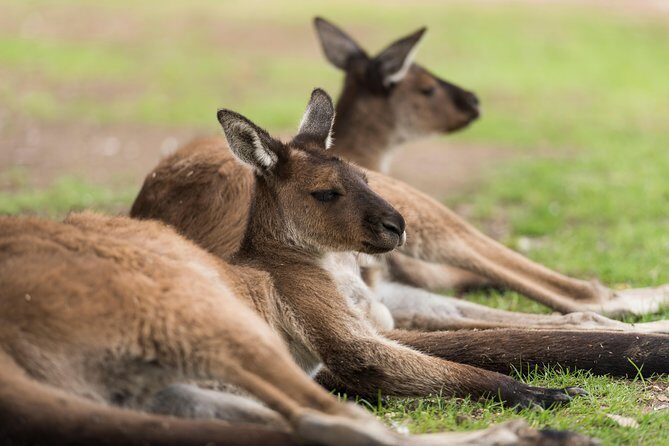 Private Ballarat and Sovereign Hill Tour from Melbourne - Is It Worth the Price?