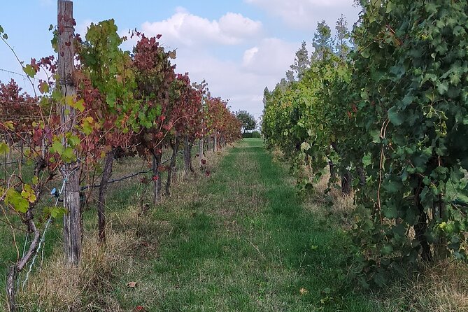 Private Balsamic Vinegar & Parmigiano Reggiano Factory Visits - Culinary Delights and Aperitivo