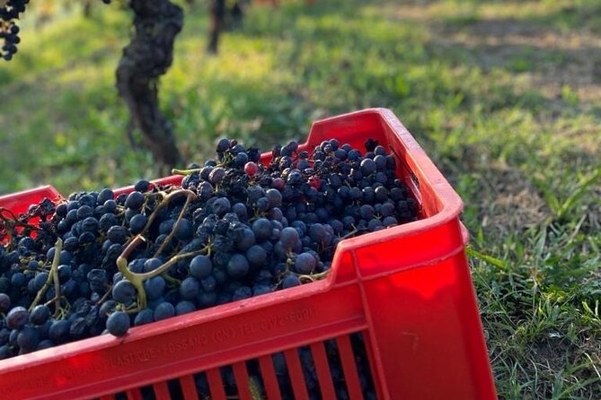 Private Barolo / Barbaresco - Piedmont Wine Tours and Tastings - Booking Information and Pricing