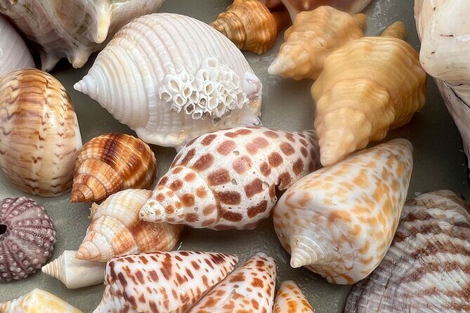 Private Barrier Island Shelling Tour - FAQs