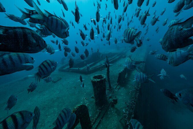 Private Bayahibe 3 Tank Diving with Lunch from Punta Cana - An In-Depth Look at the Tour Experience