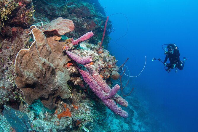 Private Bayahibe 3 Tank Diving with Lunch from Punta Cana - Final Thoughts