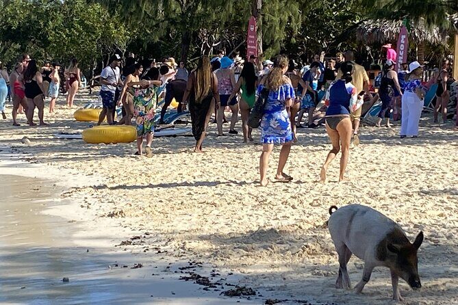 Private Beach Day Snorkeling and Swimming with Pig in Rose Island - Key Points