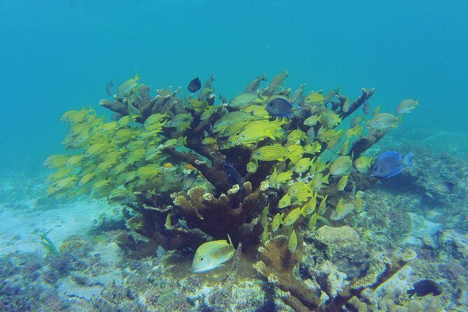Private Beach Escape! Isla Contoy and Isla Mujeres with Snorkeling - FAQ