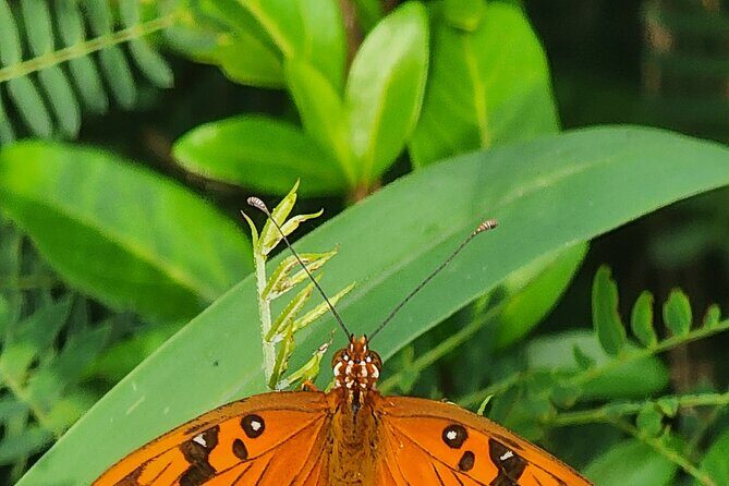 Private Beach Hike Sunrise Serenity - A Detailed Look at the Private Beach Hike Sunrise Serenity in St Maarten