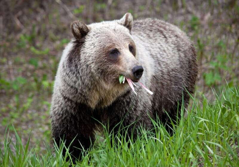 PRIVATE: Bear Country Hiking Tour - 4H Adventure - An Authentic Rocky Mountain Adventure in Alberta