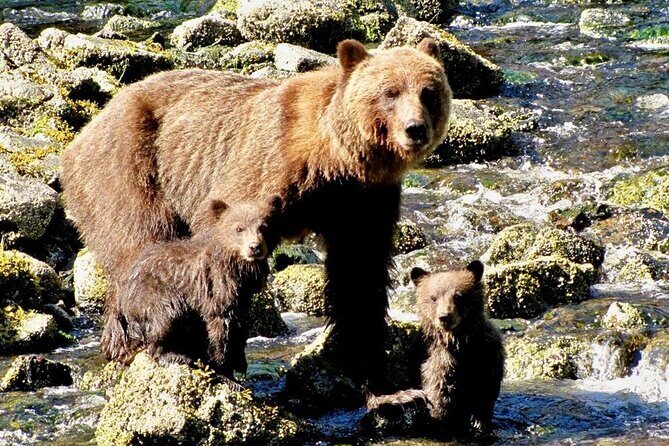 Private Bear Viewing at Waterfall Creek - Authentic Experiences from Travelers