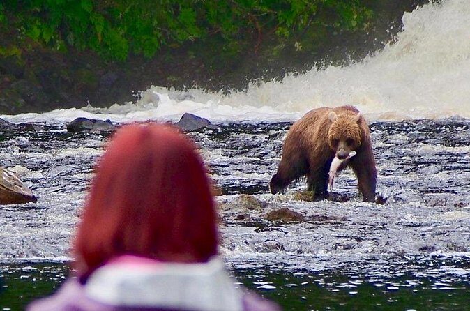 Private Bear Viewing at Waterfall Creek - Who Will Love This Tour?