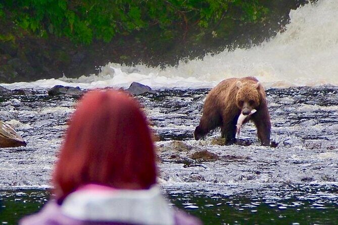 Private Bear Viewing at Waterfall Creek - The Sum Up