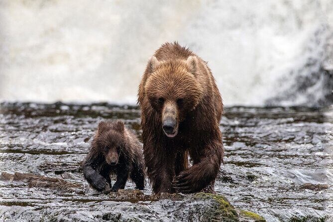 Private Bear Viewing at Waterfall Creek - FAQs