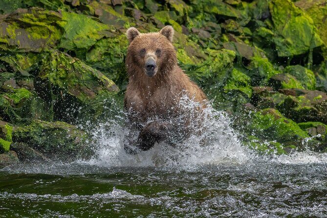 Private Bear Viewing By Seaplane - An In-Depth Look at the Tour