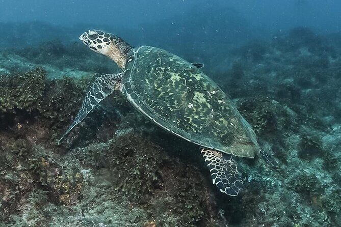 Private Beginner Scuba Diving Experience in Cabo San Lucas - What Makes This Tour Unique
