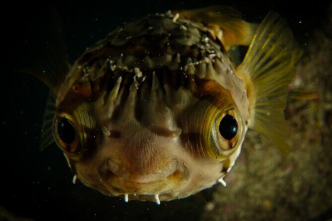 Private Beginner Scuba Diving Experience in Cabo San Lucas - The Experience’s Strengths