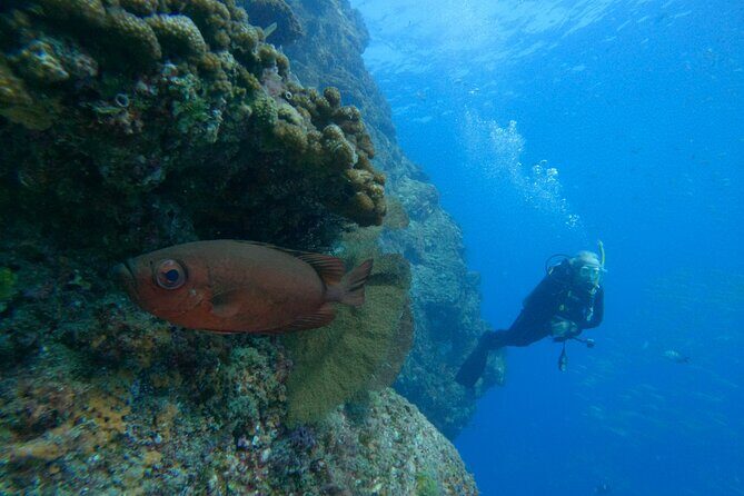 Private Beginner Scuba Diving Experience in Cabo San Lucas - Considerations Before Booking