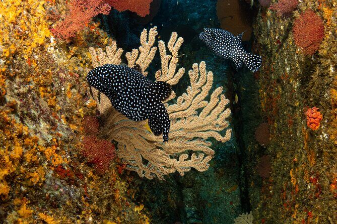 Private Beginner Scuba Diving Experience in Cabo San Lucas - Who Should Consider This Tour?