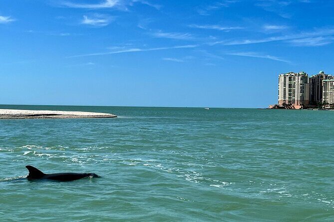 Private Best of Marco Island Dolphin Tour - Detailed Breakdown of the Tour