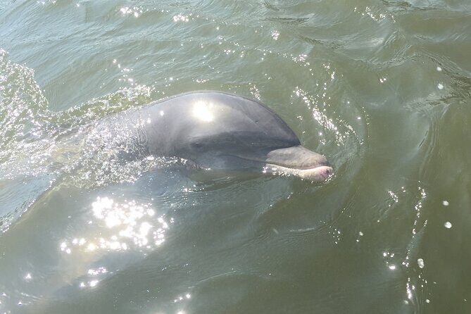 Private Best of Marco Island Tour - In-Depth Look at the Tour Experience