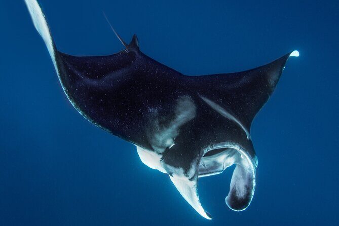 Private Big Island Snorkeling - The Practicalities for Travelers