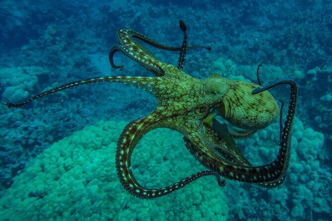 Private Big Island Snorkeling - Real Feedback from Travelers