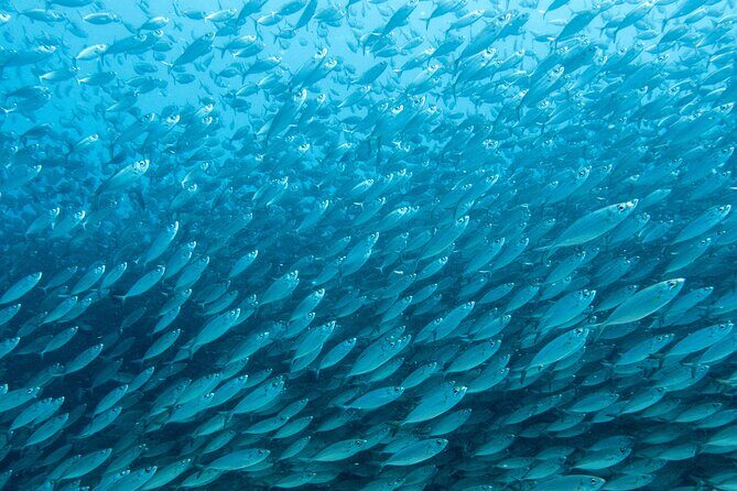 Private Big Island Snorkeling - The Sum Up
