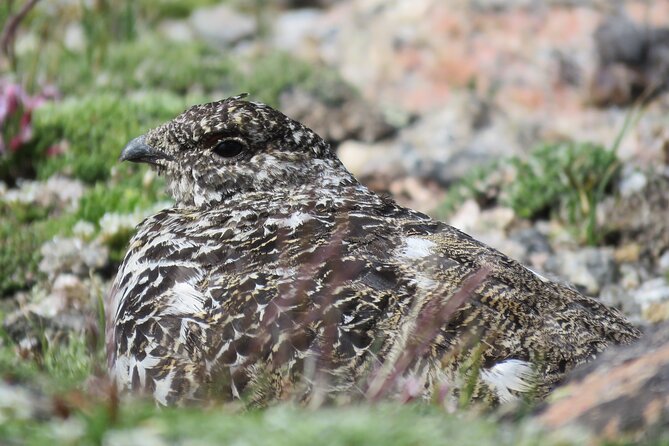 Private Birding Hike in Rocky Mountain National Park - FAQs