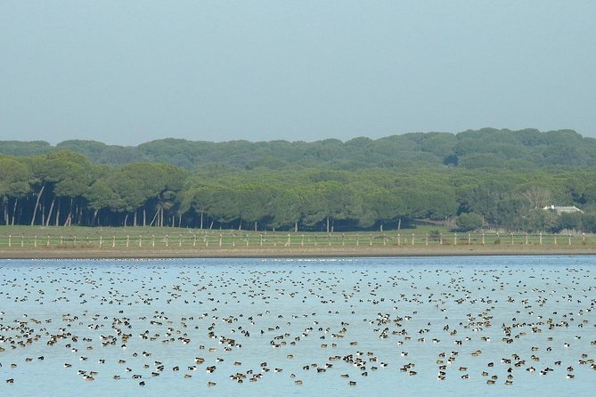 Private Birding & Photography Day Trip to Doñana - Tour Logistics