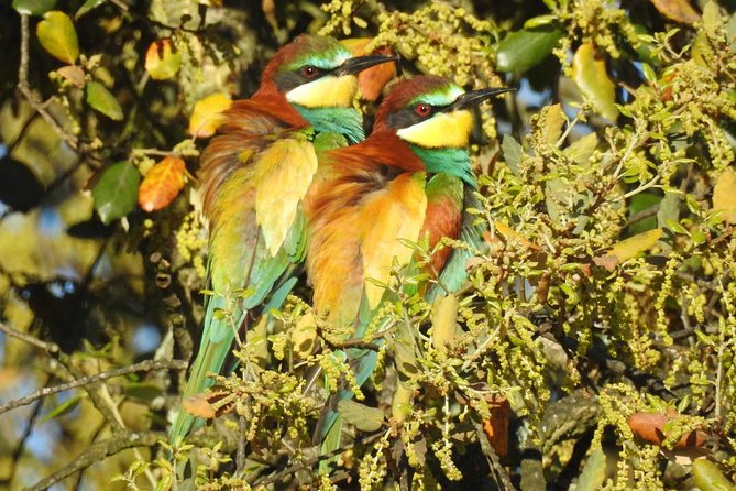 Private Birding & Photography Day Trip to Doñana - Guide Expertise