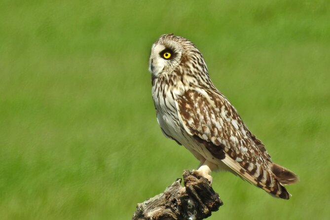 Private Birding & Photography Day Trip to Doñana - Endangered Species Sightings