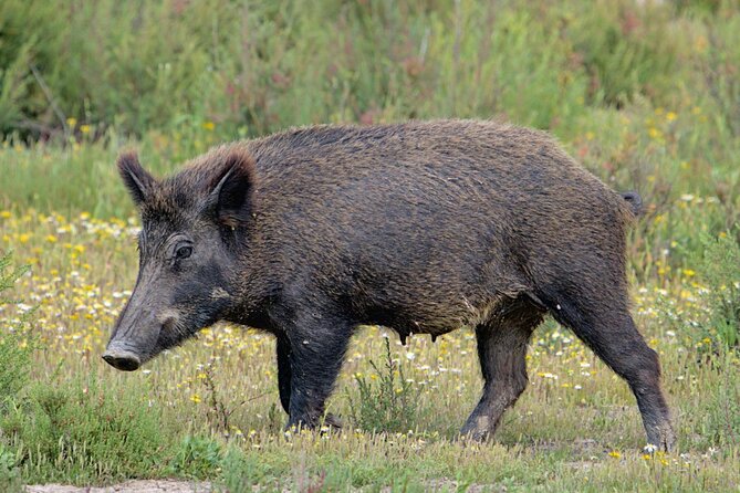 Private Birding & Photography Day Trip to Doñana - Customer Experiences and Reviews