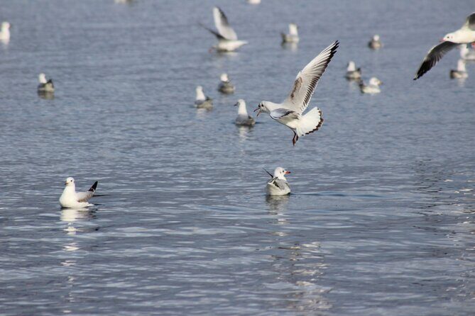 Private Birding Tour in Albania - The Itinerary: What to Expect on Your Birding Adventure