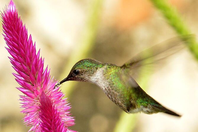 Private Birdwatching in Los Haitises National Park - Key Points