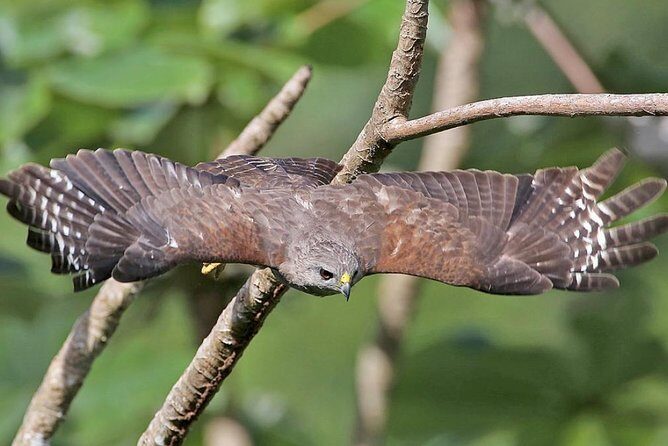 Private Birdwatching in Los Haitises National Park - An In-Depth Look at the Tour Experience