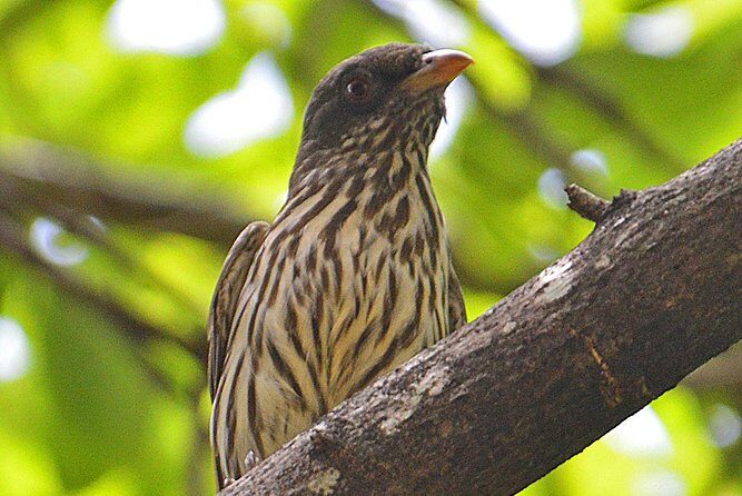 Private Birdwatching in Los Haitises National Park - FAQs