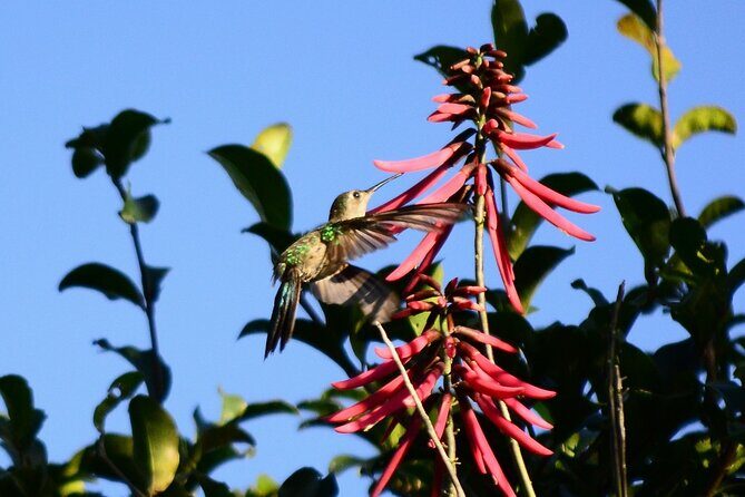 Private Birdwatching Tour in Sian Ka'an Muyil - Who Is This Tour Best For?