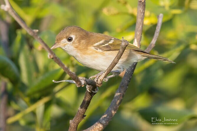 Private Birdwatching Tour with a Guide in Cozumel - FAQ