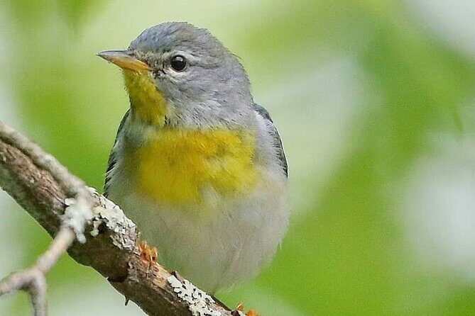 Private Birdwatching Walking Activity in Hendersonville - A Detailed Look at the Hendersonville Birdwalk