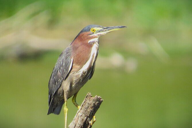 Private Birdwatching Walking Activity in Hendersonville - FAQ