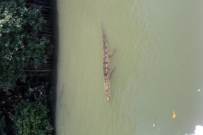 Private Black River Safari Tour from Montego Bay - Final Words