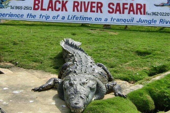 Private Black River Safari Tour from Montego Bay Resorts - The Essence of the Tour: Discovering Jamaica’s Longest River
