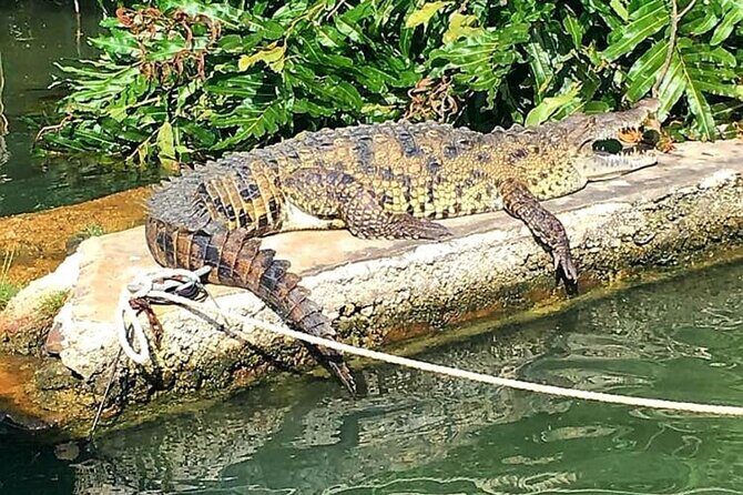 Private Black River Safari Tour from Montego Bay Resorts - A Realistic Look at the Experience: Reviews and Feedback