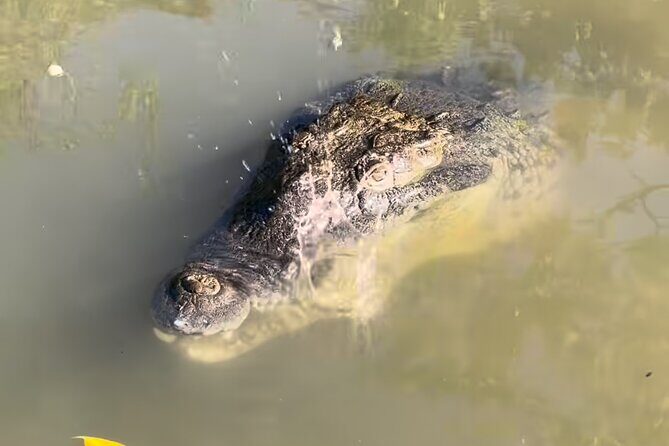 Private Black River Safari Tour from Montego Bay Resorts - Who Is This Tour Best For?