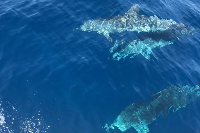 Private Blue Cave and Hvar - 5 Islands Tour - Personalized Service and Flexibility