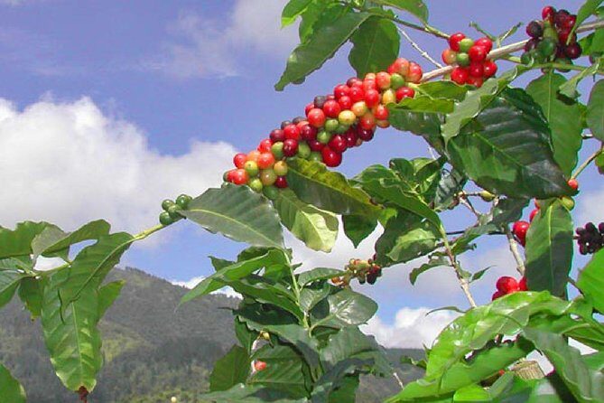 Private Blue Mountain tour from Ocho Rios - Discovering the Blue Mountains – What to Expect